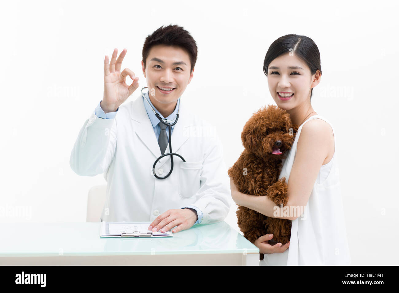 Chinese veterinarian examining a cute poodle Stock Photo - Alamy