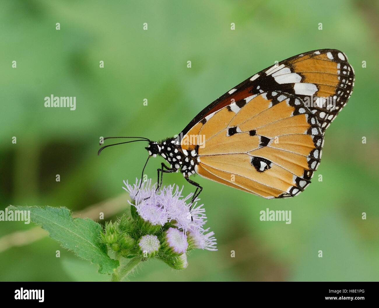 Mimosa butterfly hi-res stock photography and images - Alamy