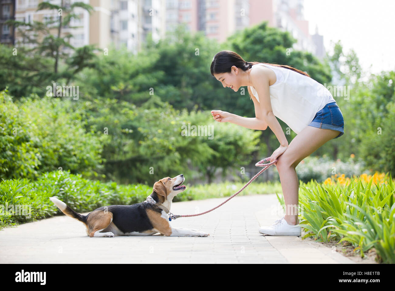 Young Chinese woman playing with a cute dog Stock Photo - Alamy