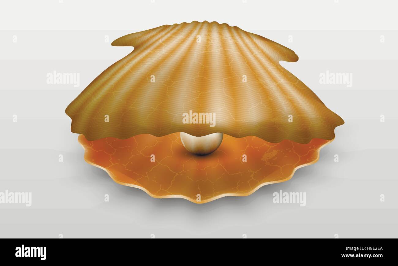 Vector pearl in shell Stock Vector Image & Art - Alamy