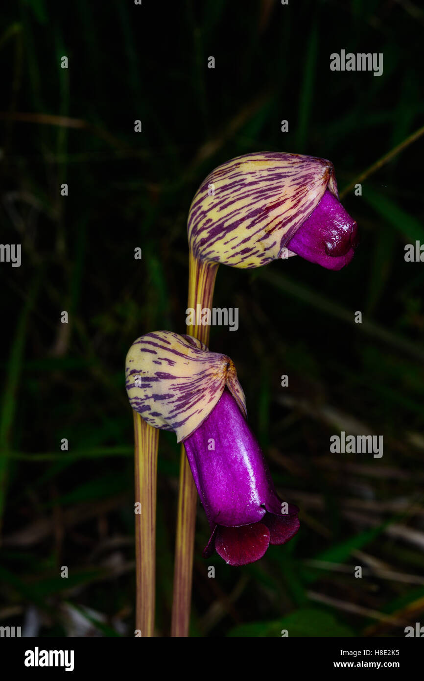Aeginetia indica L. is a medicinal plant species. Much of the area is ...