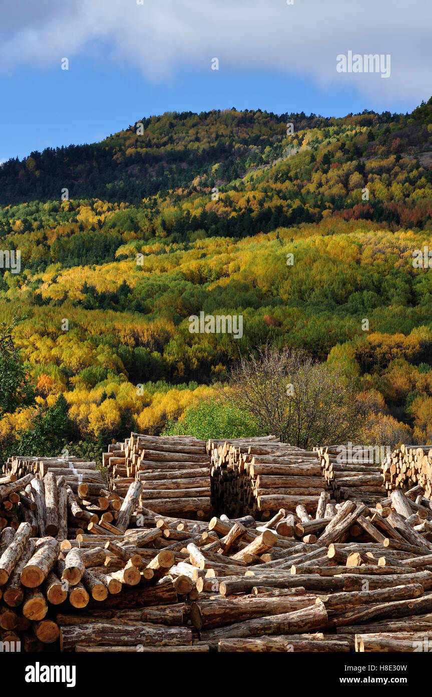 Forestry yard hi-res stock photography and images - Alamy