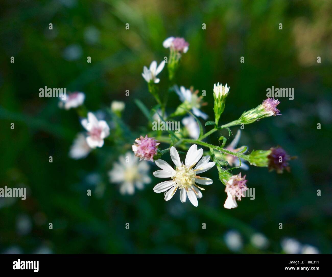 Swamp white hi-res stock photography and images - Alamy