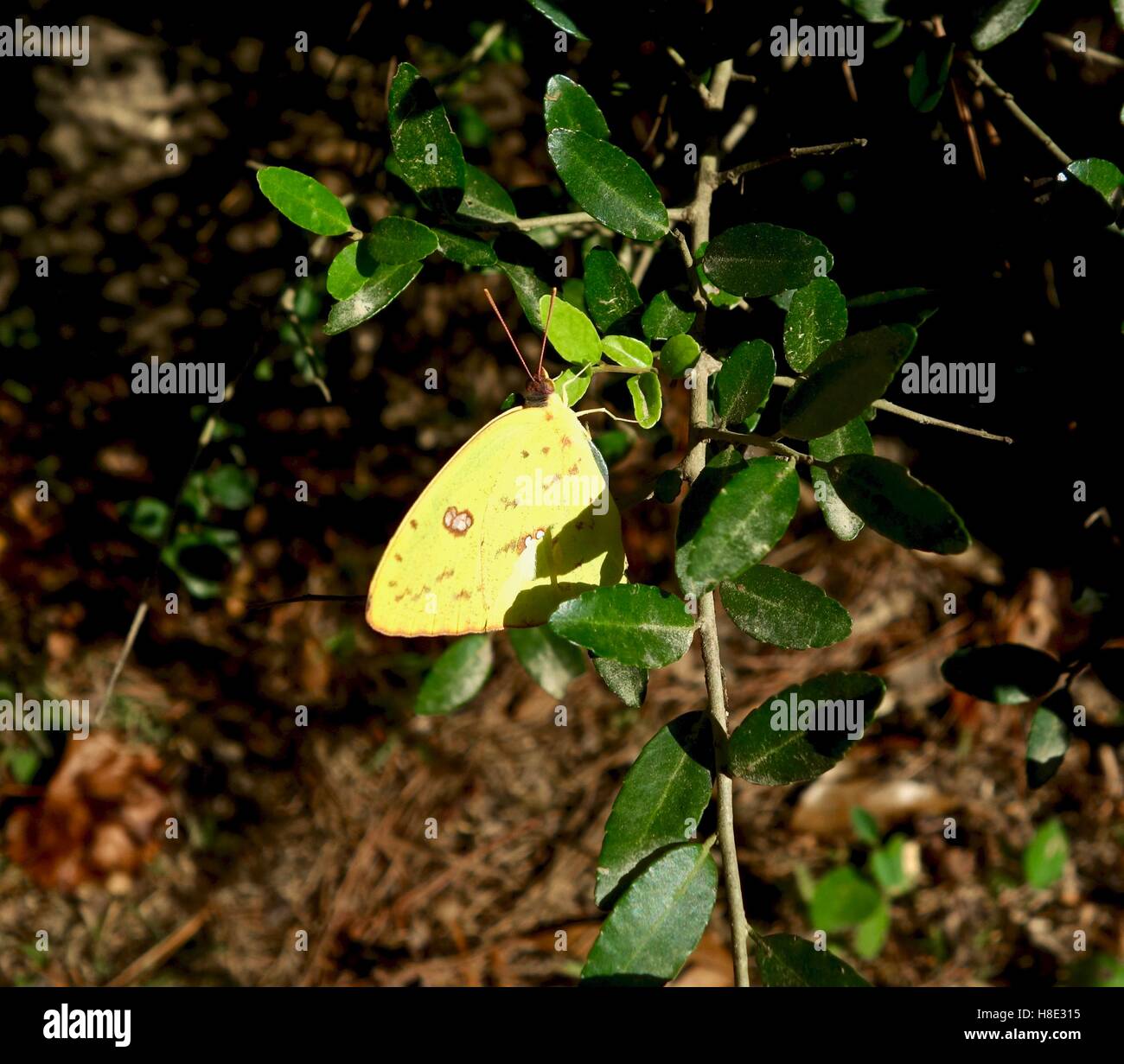 Close up of a bright yellow butterfly in a forest Stock Photo - Alamy