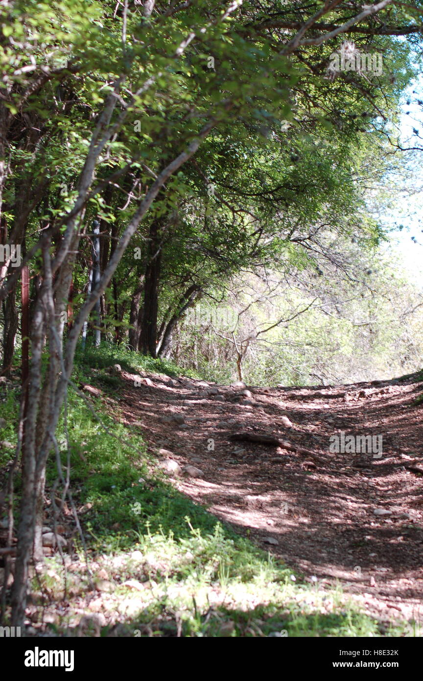 Tree lined dirt road hi-res stock photography and images - Alamy