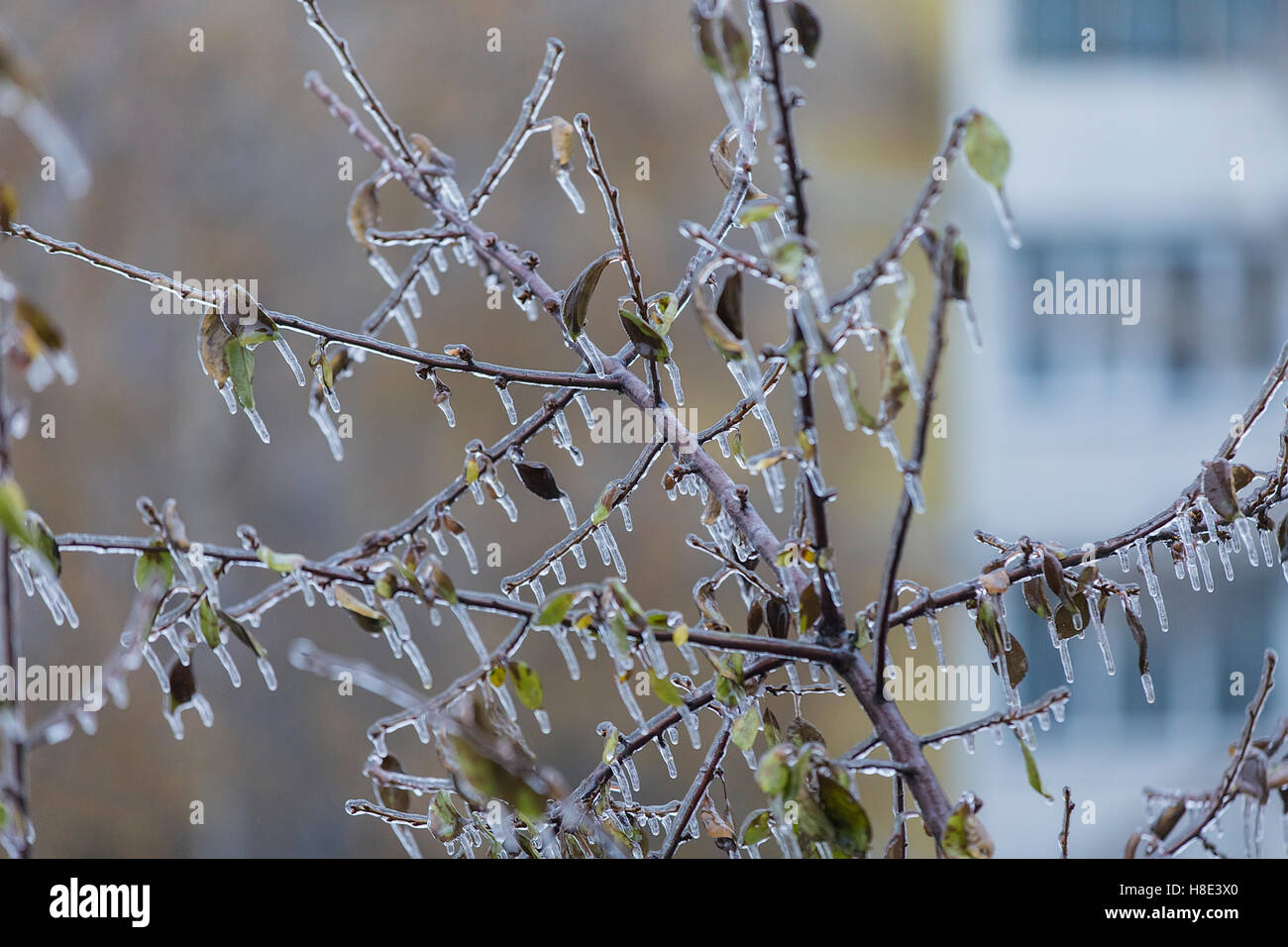 Effects of winter rain. Moscow, Russia Stock Photo - Alamy