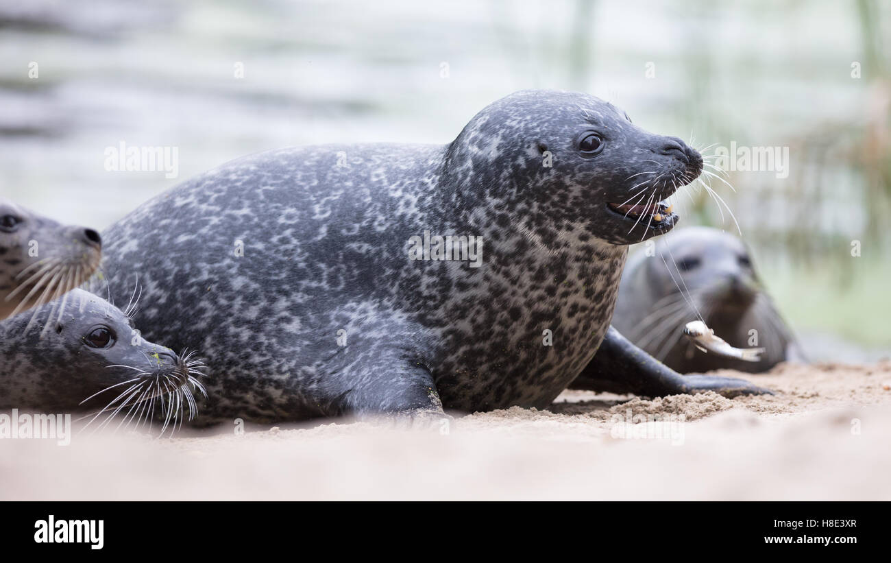 Common seal teeth hi-res stock photography and images - Alamy