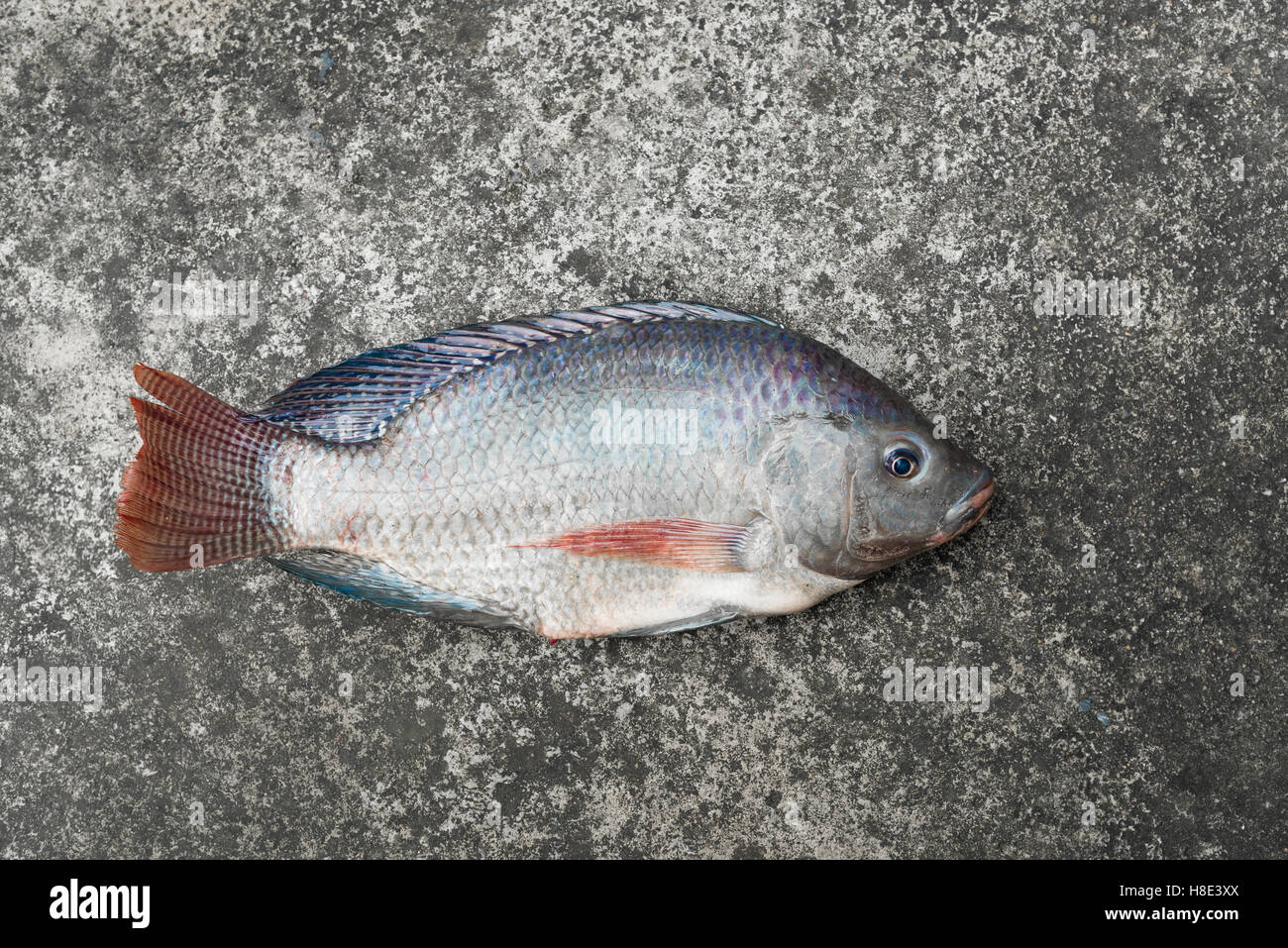 Tilapia and Nile tilapia (known as Mango fish, Nilotica) on concrete ...