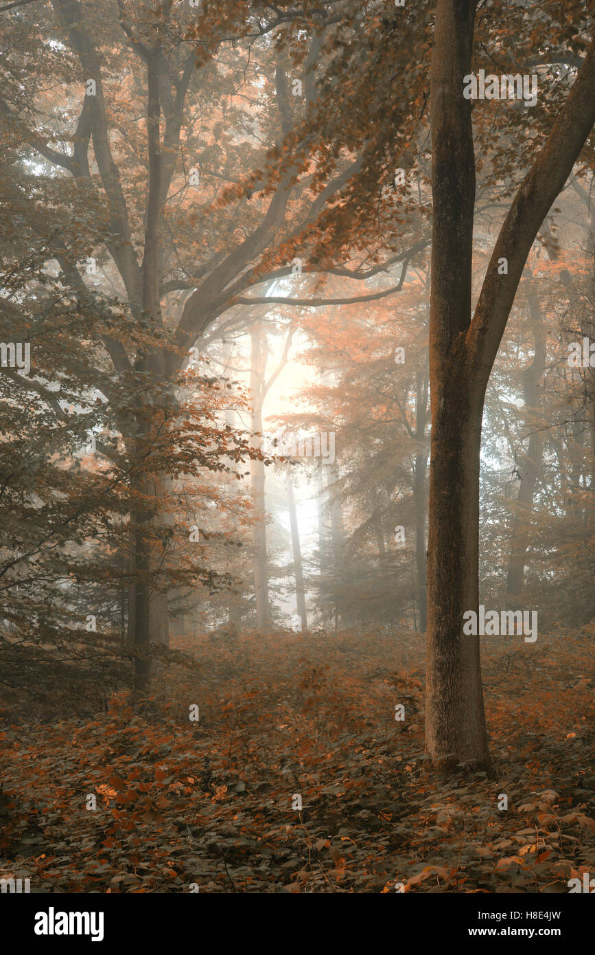 Stunning vibrant evocative Autumn Fall foggy forest landscape Stock ...