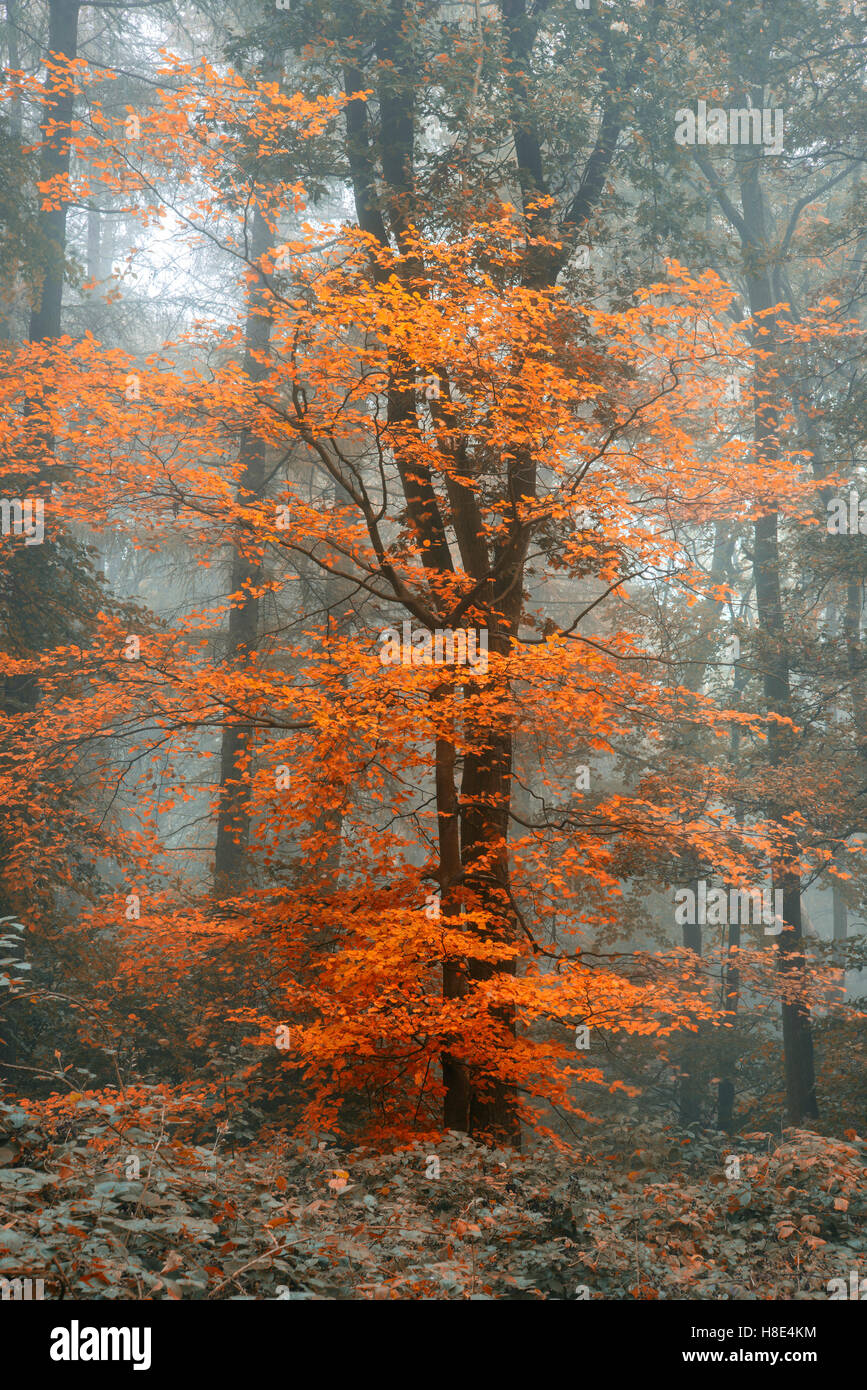 Surreal alternate color fantasy Autumn Fall forest landscape conceptual ...