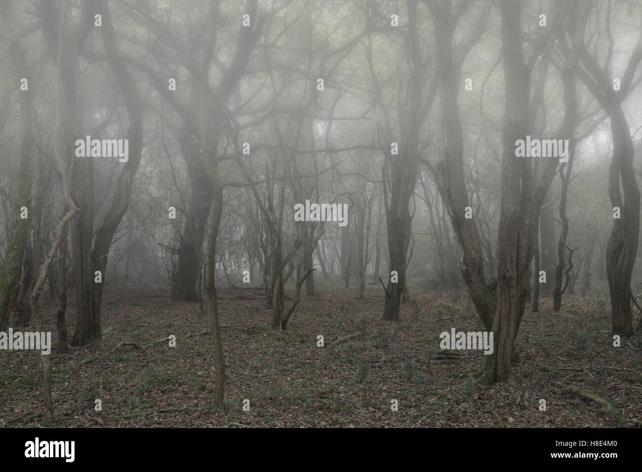 Spooky Halloween dead forest landscape with foggy background Stock ...