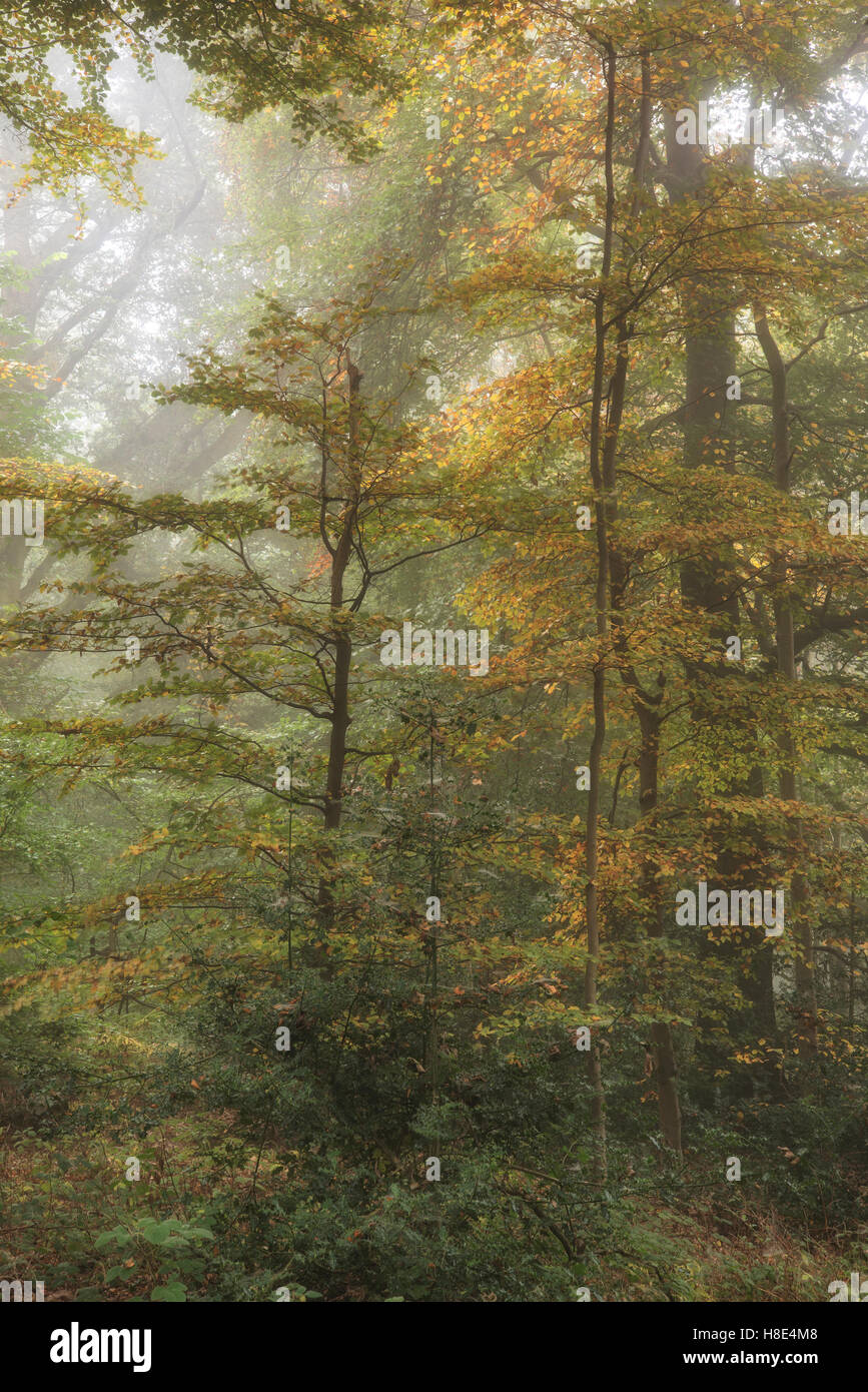 Stunning vibrant evocative Autumn Fall foggy forest landscape Stock ...