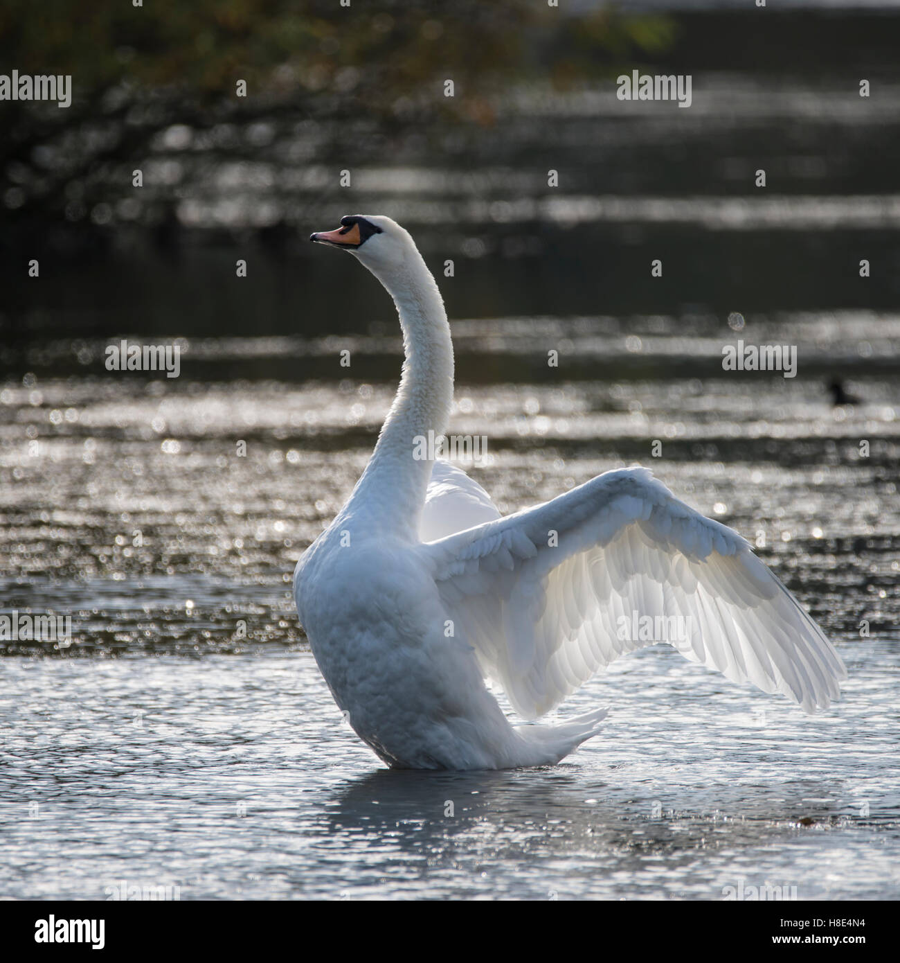 Graceful beautiful mute swan stretches it's wings on lake with sun ...