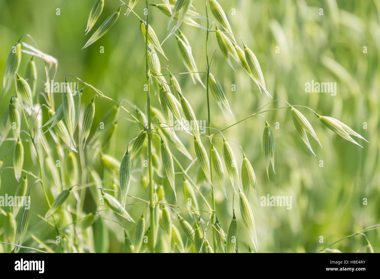 Oat harvest hi-res stock photography and images - Alamy
