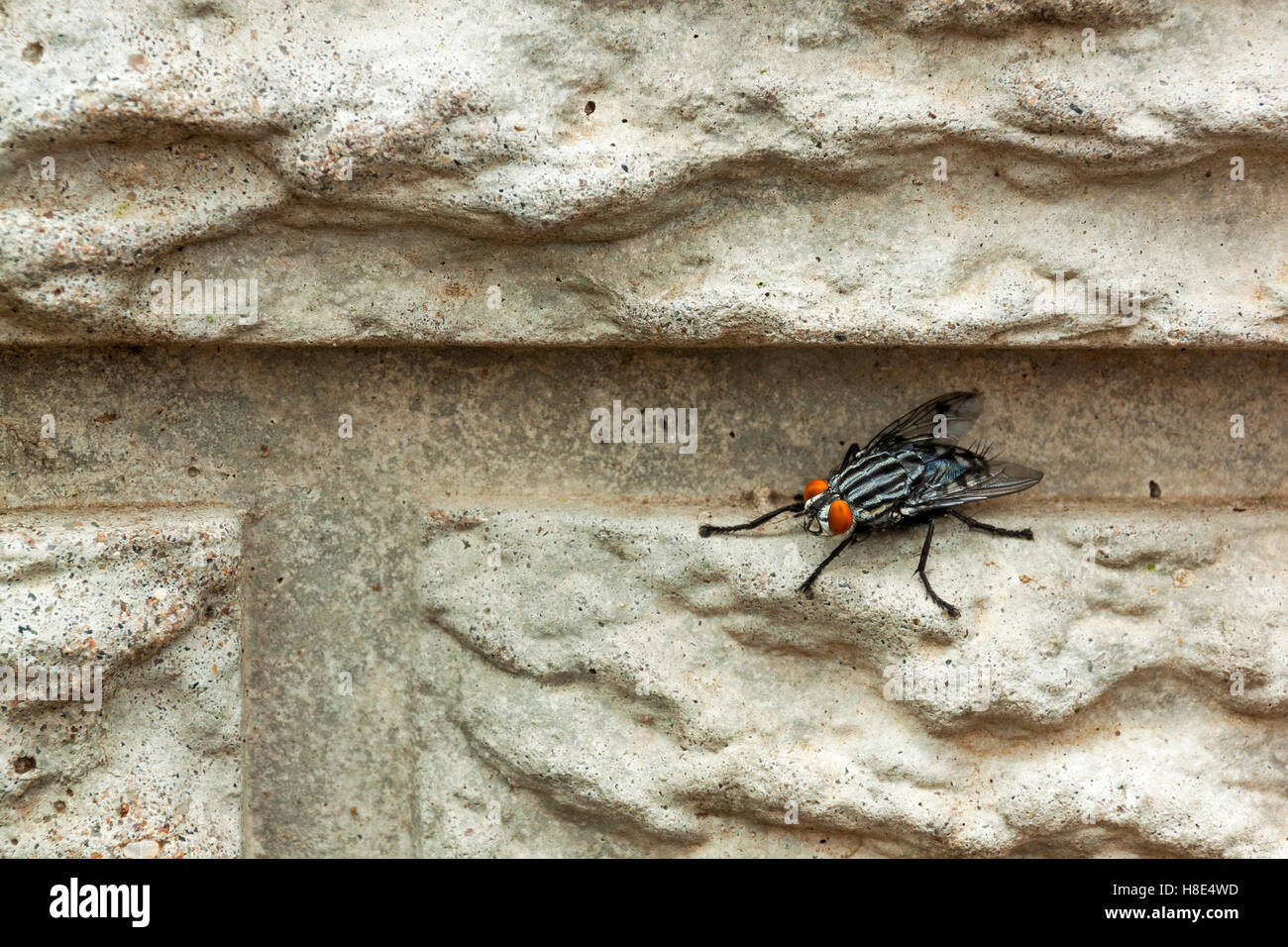 Close up of housefly insect perched on textured and patterned concrete ...