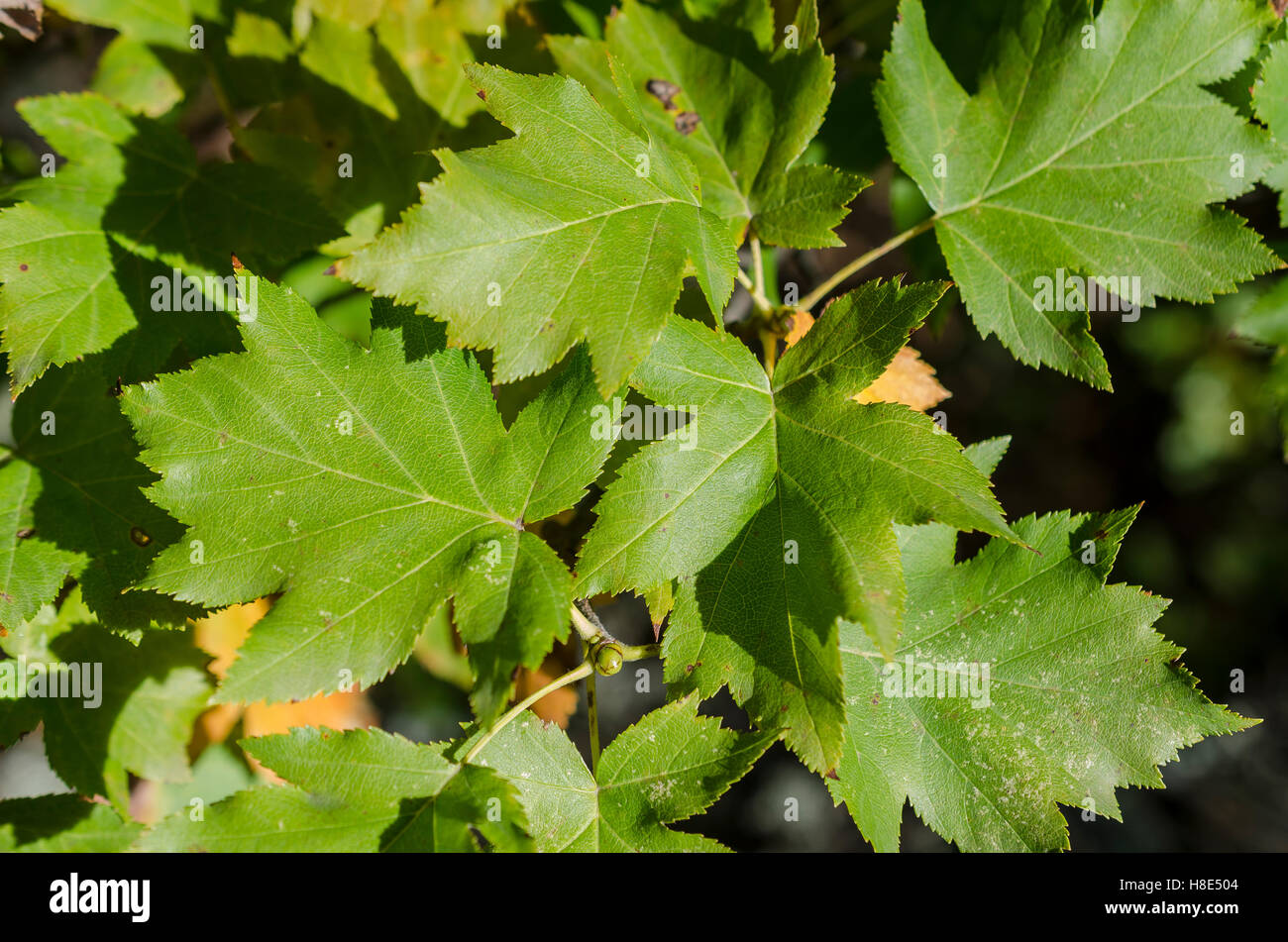 Erable champetre hi-res stock photography and images - Alamy