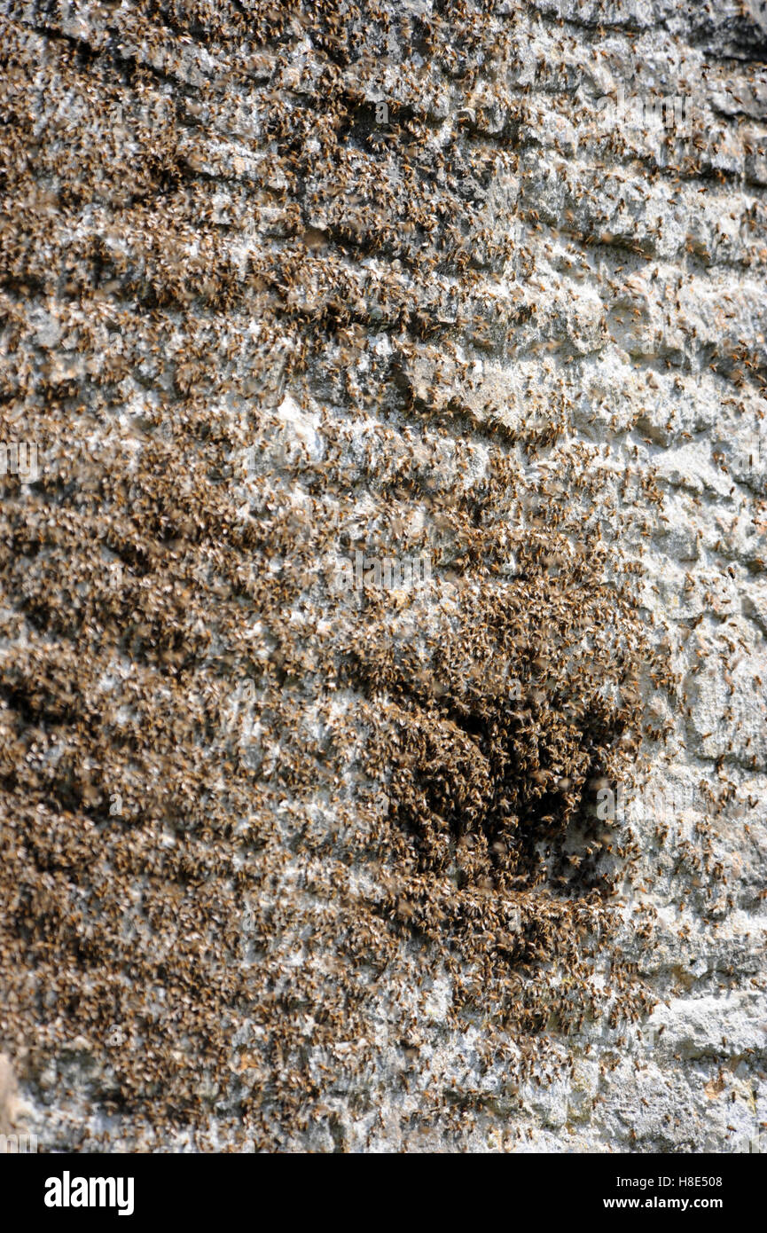 Migrating bees hi-res stock photography and images - Alamy