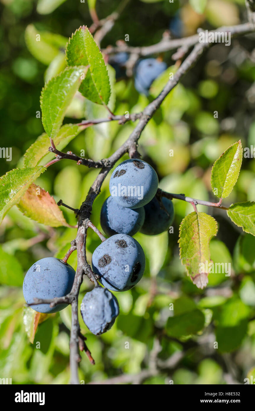 FORET DE STE BAUME, PRUNELLIER, VAR 83 FRANCE Stock Photo - Alamy
