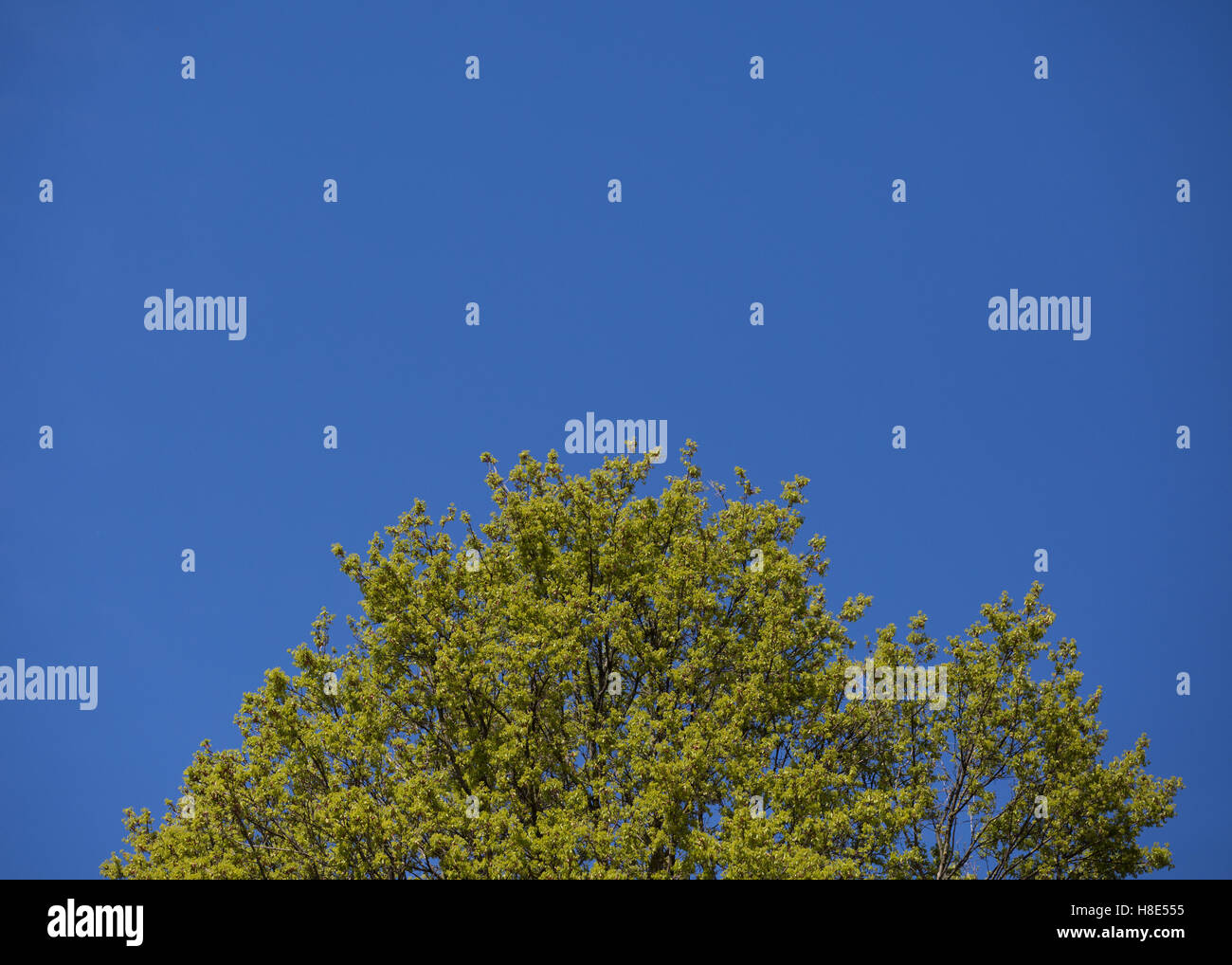 Bright green sunny tree hi-res stock photography and images - Alamy
