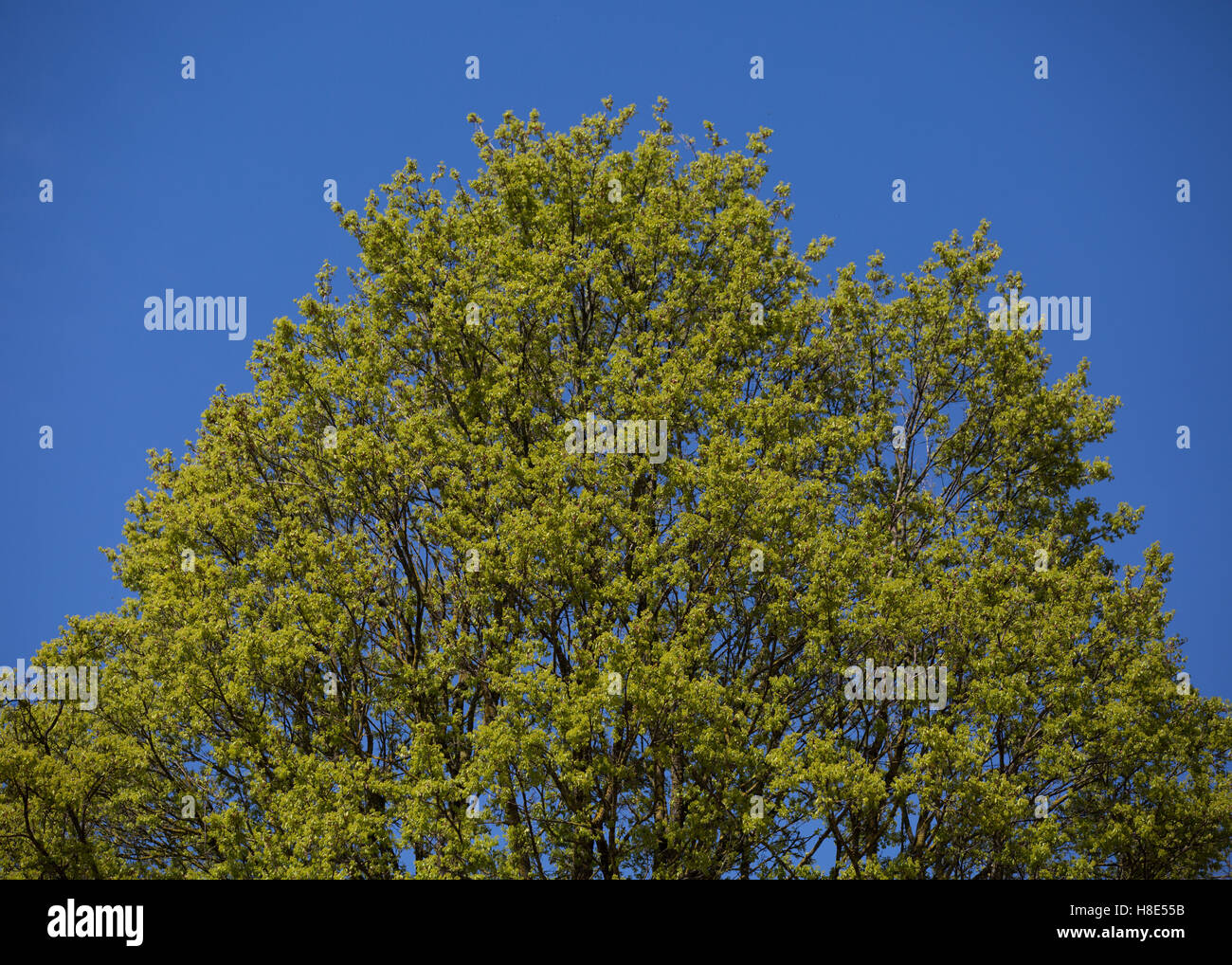 Tree top and sky hi-res stock photography and images - Alamy