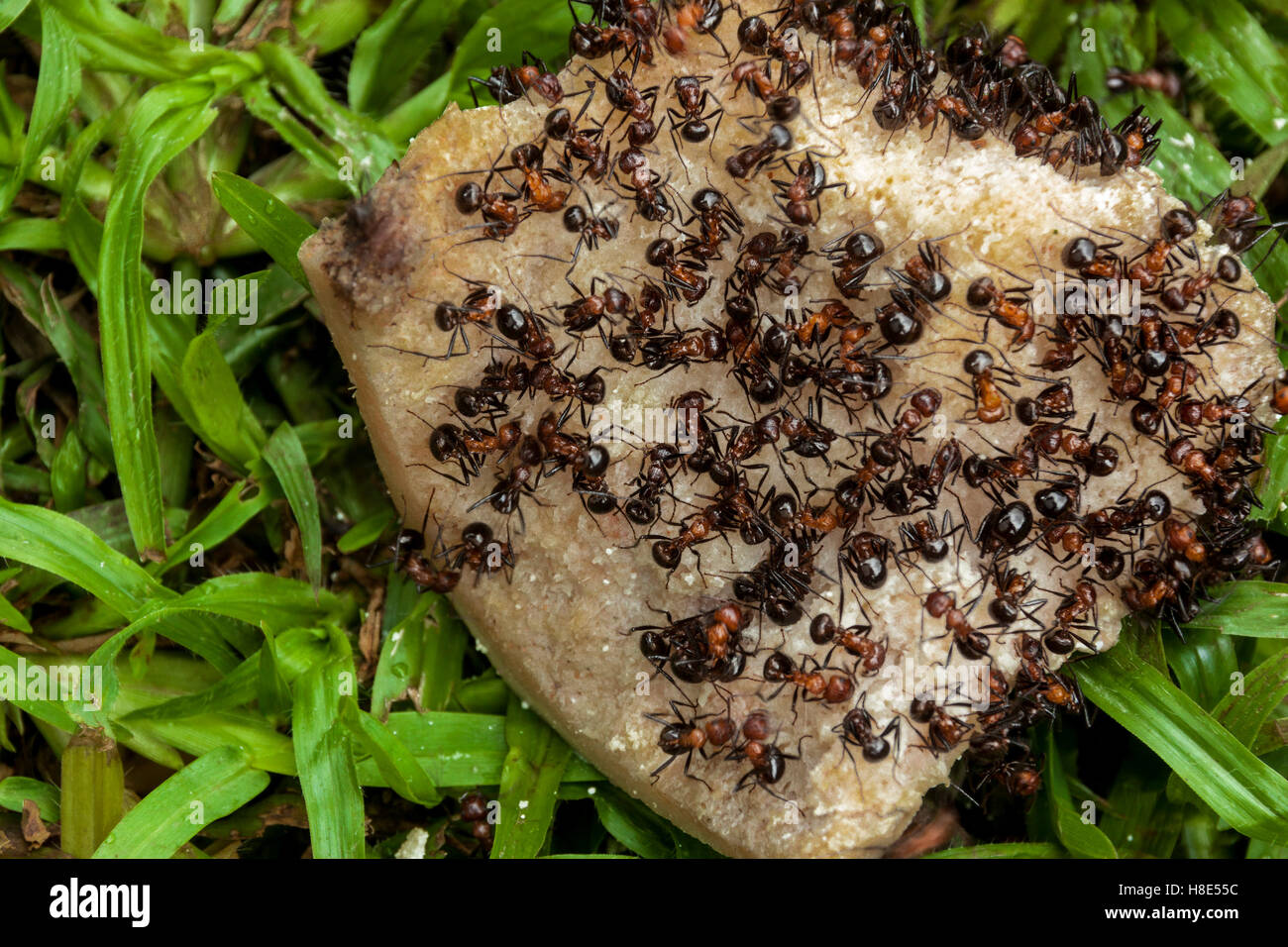 Close up of swarm of ants eating discarded dog bone lying on wet green ...