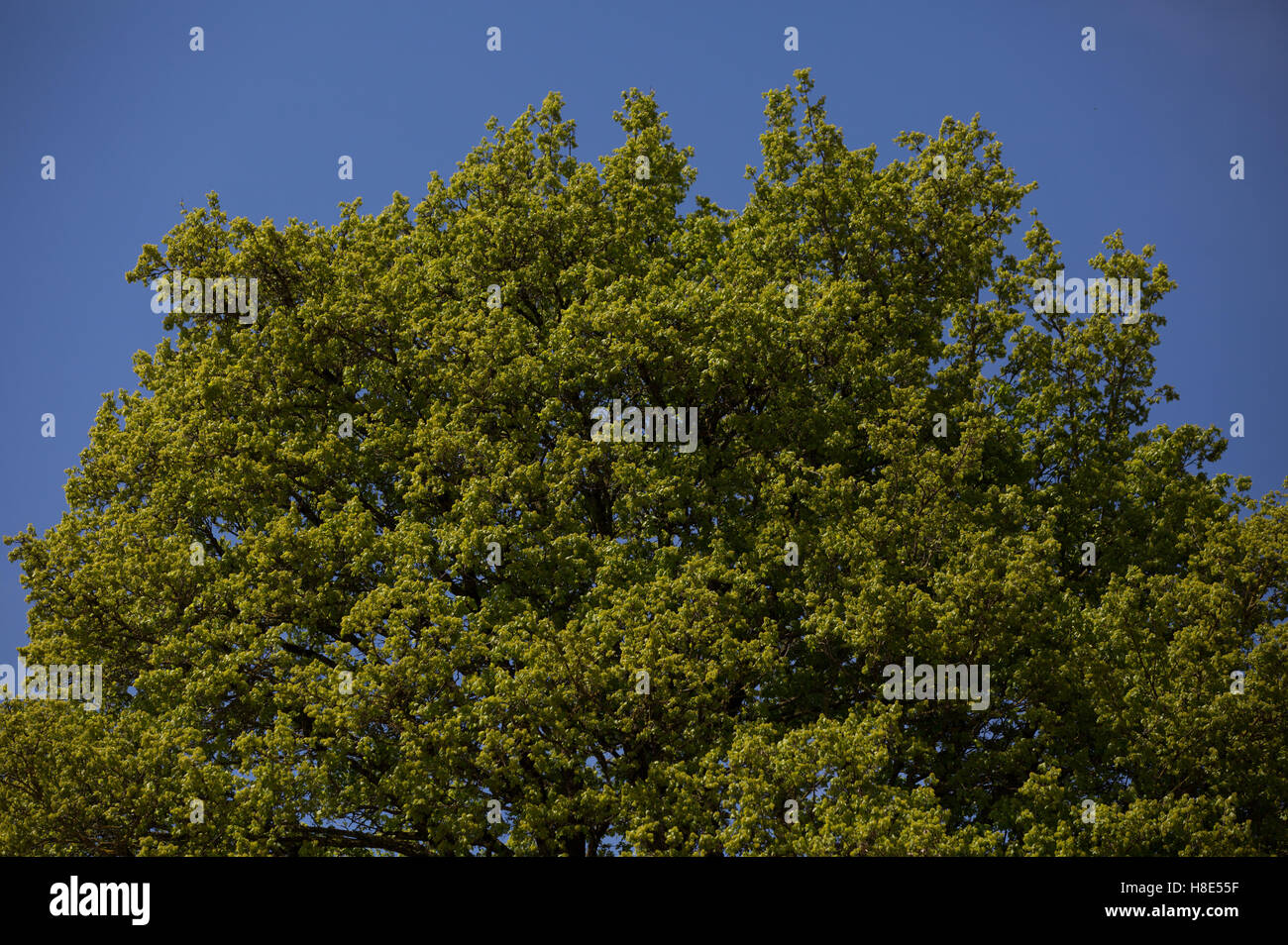 Green tree top under a sunny blue sky Stock Photo - Alamy