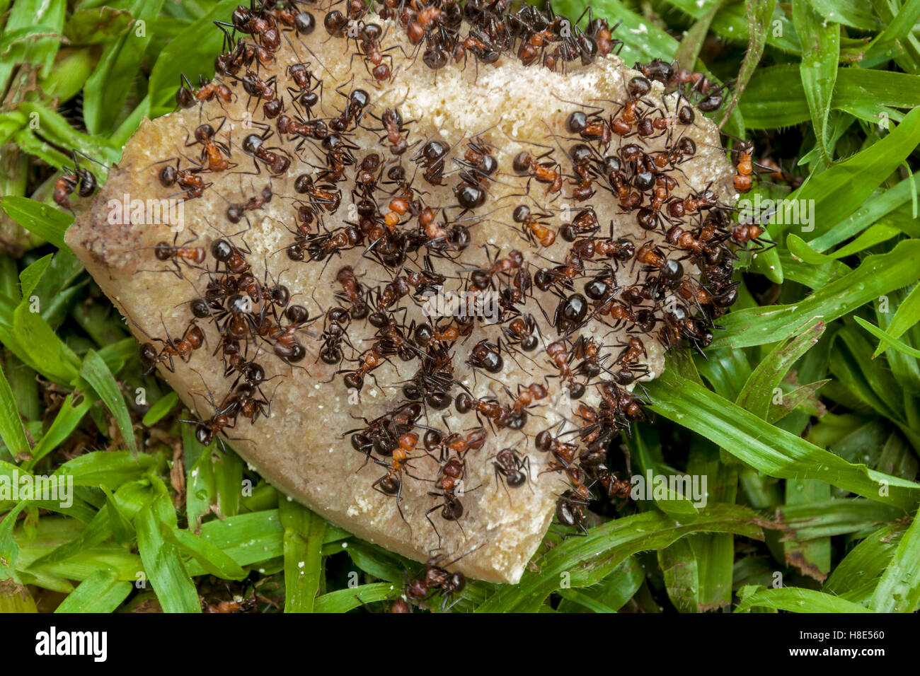 Are Ants Safe For Dogs Yo Est