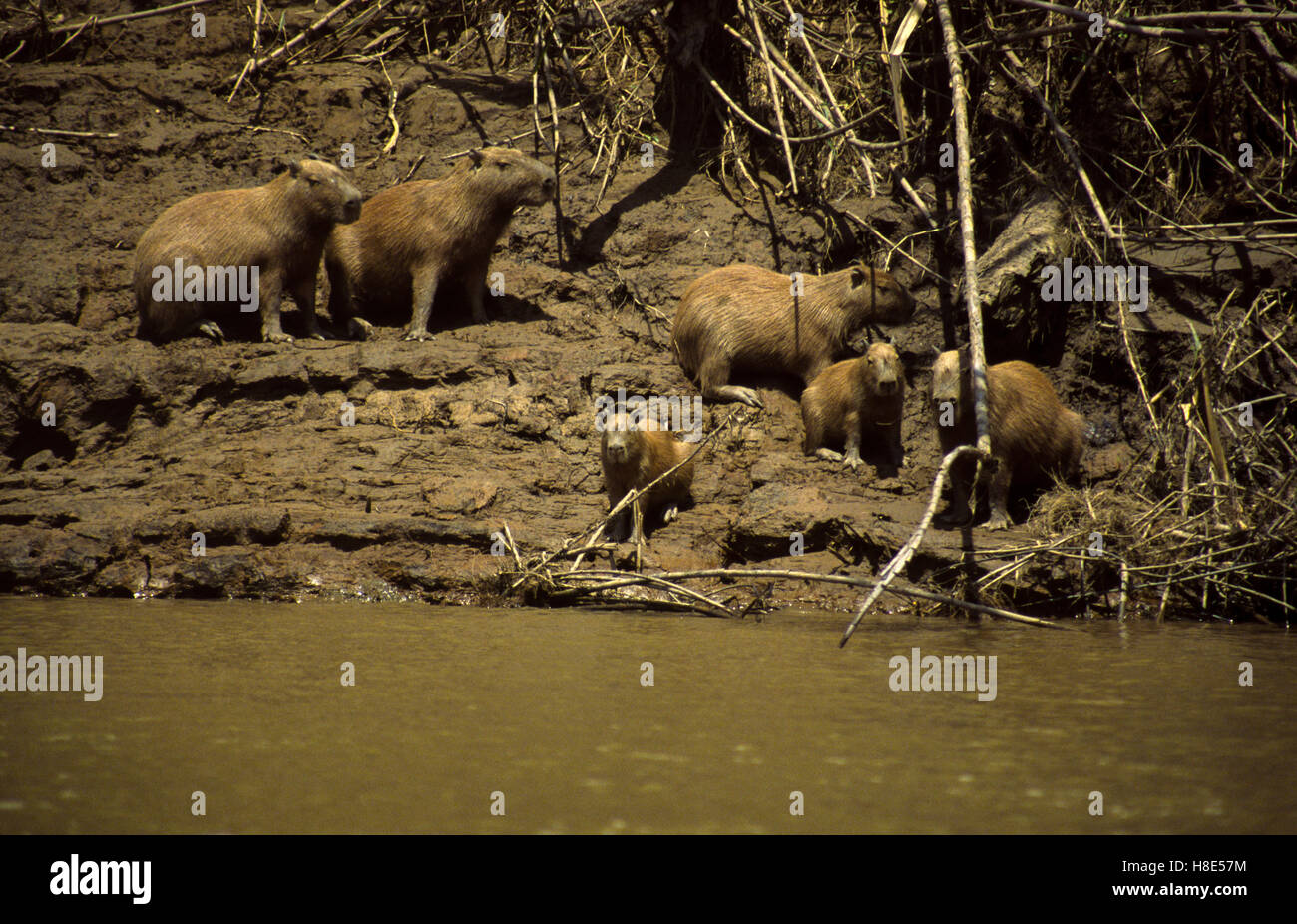 Capybara amazon river hi-res stock photography and images - Alamy