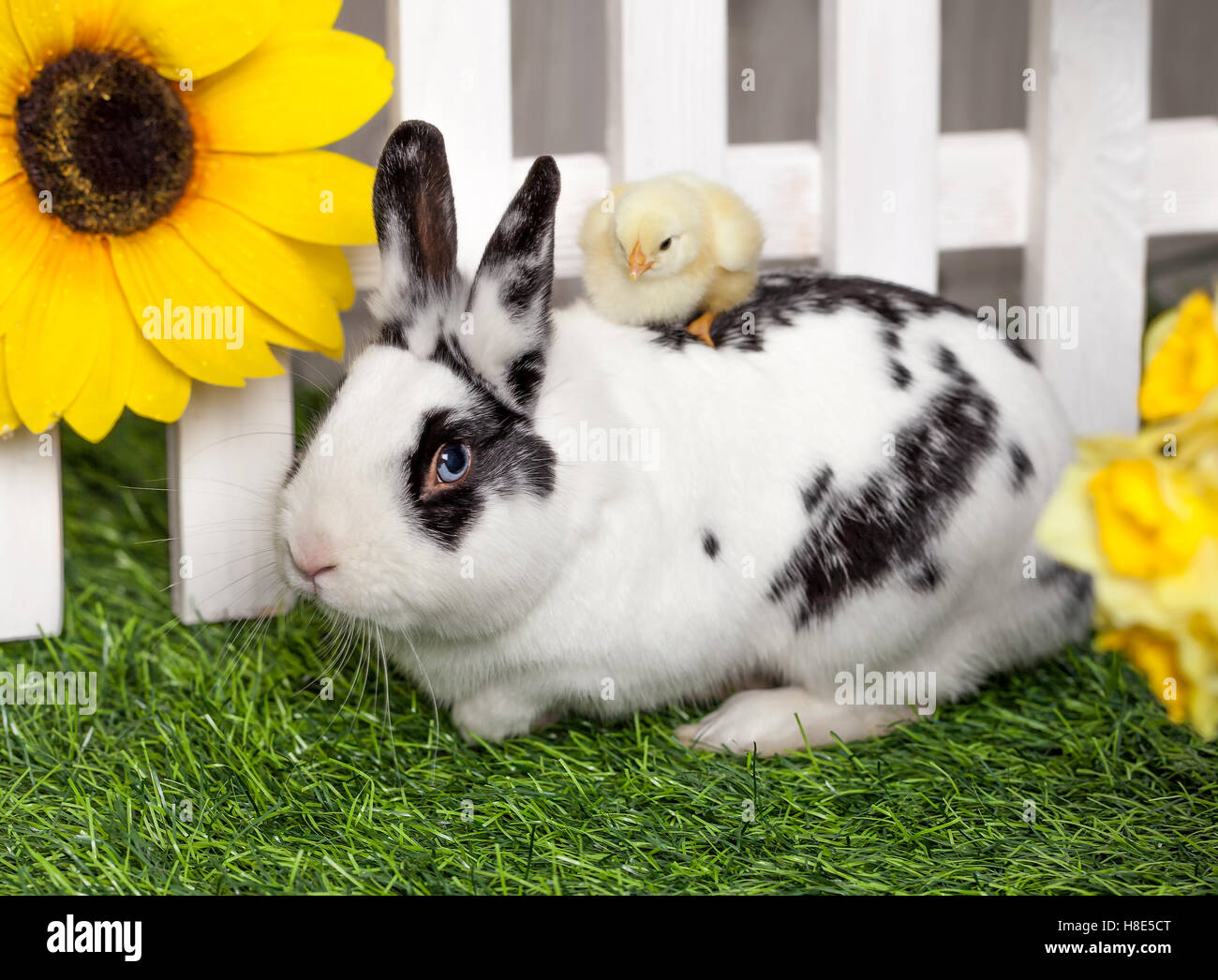 Black and white rabbit playing with little chicks in the garden on the ...