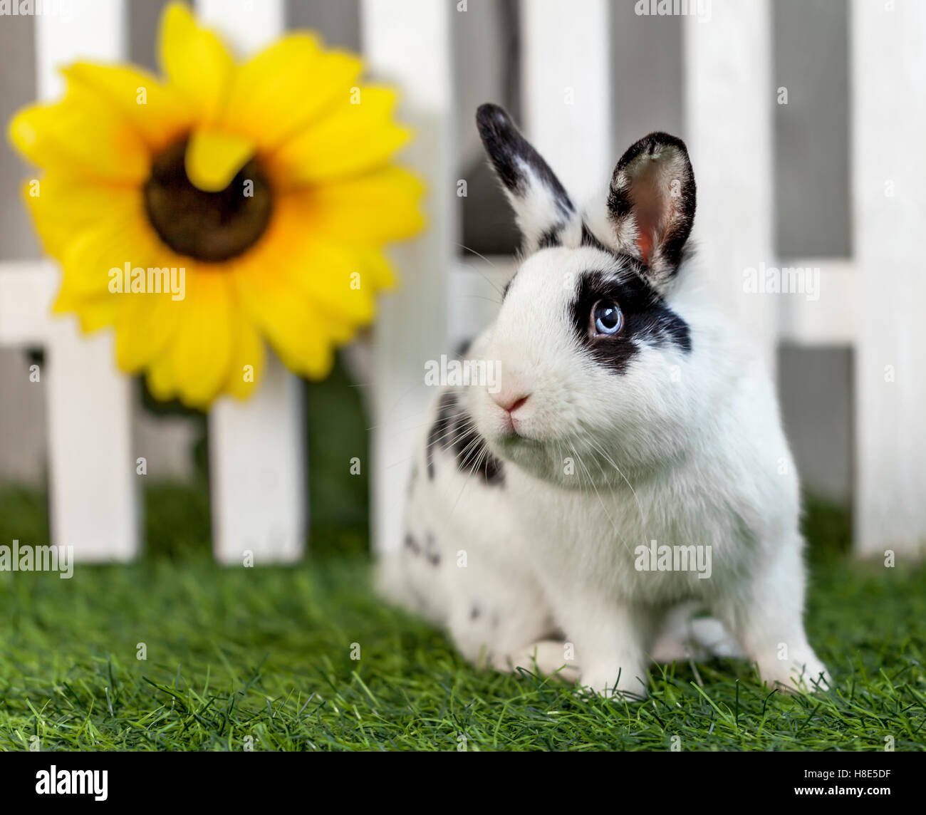Rabbit Standing On Hind Legs High Resolution Stock Photography and ...