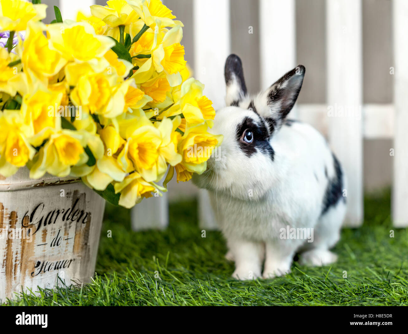 Beautiful rabbit flowers garden hi-res stock photography and images - Alamy