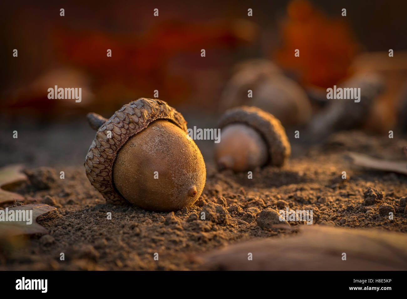 Acorns On Ground Stock Photos & Acorns On Ground Stock Images - Alamy