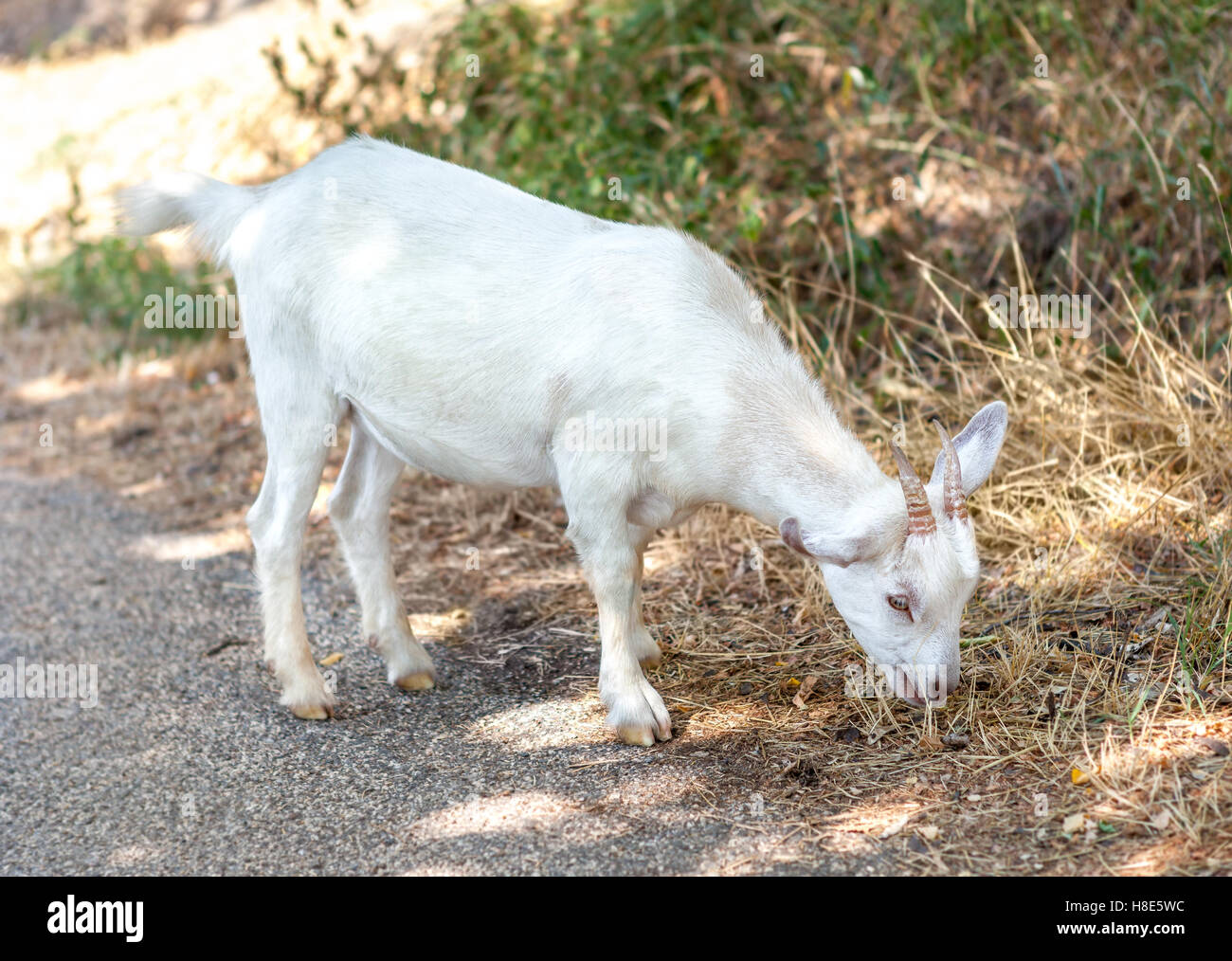 Little white goat eating raw grass in the field Stock Photo - Alamy