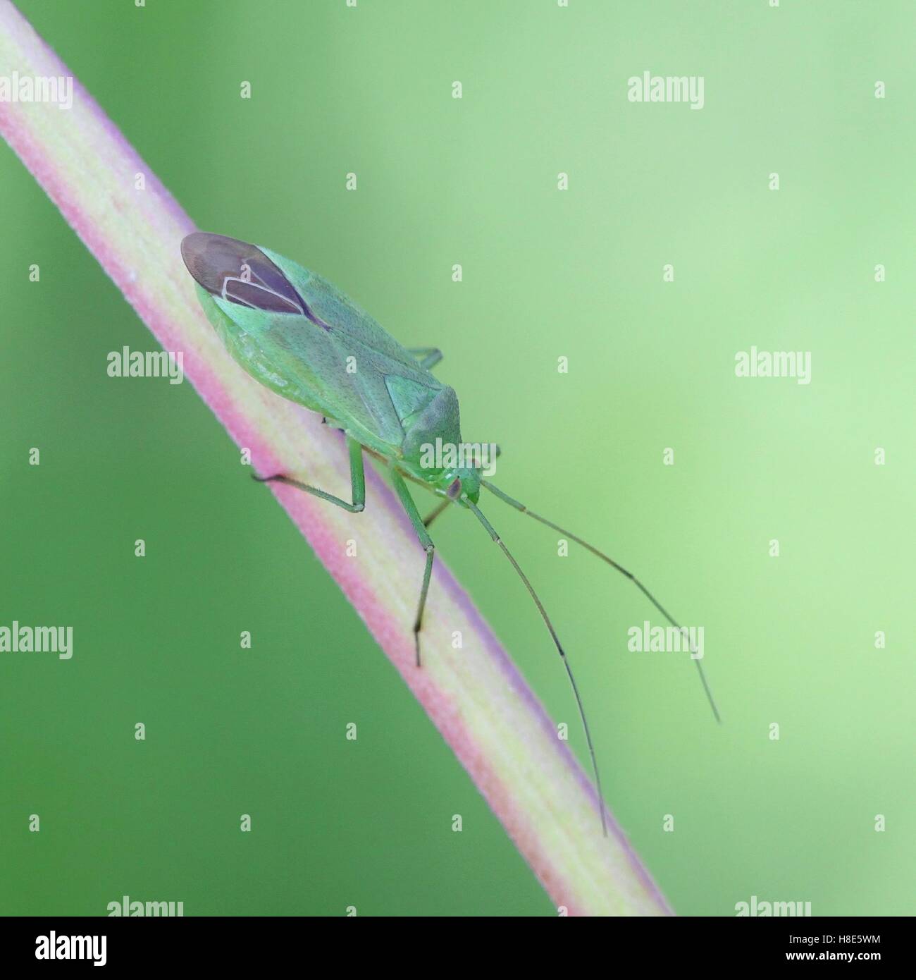 Grass bug, Calocoris affinis Stock Photo - Alamy