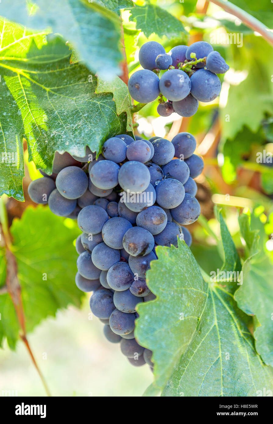 Single bunch of dark blue grapes on vineyard background. Ripe, juicy ...