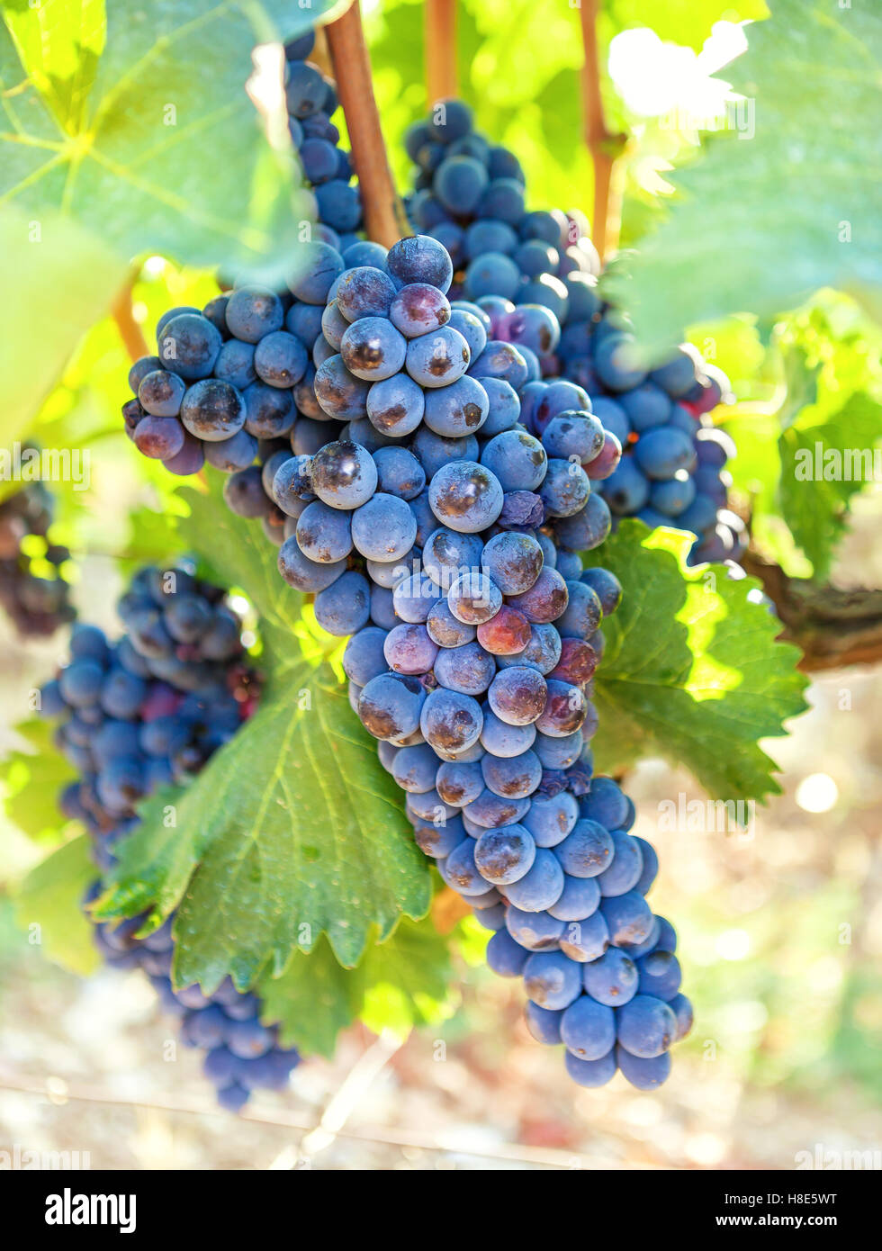 Single bunch of dark blue grapes on vineyard background. Ripe, juicy ...