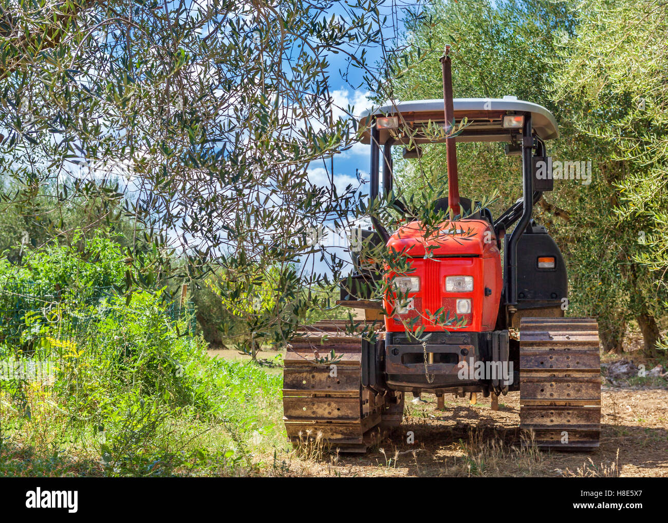 Large olive green caterpillar hi-res stock photography and images - Alamy