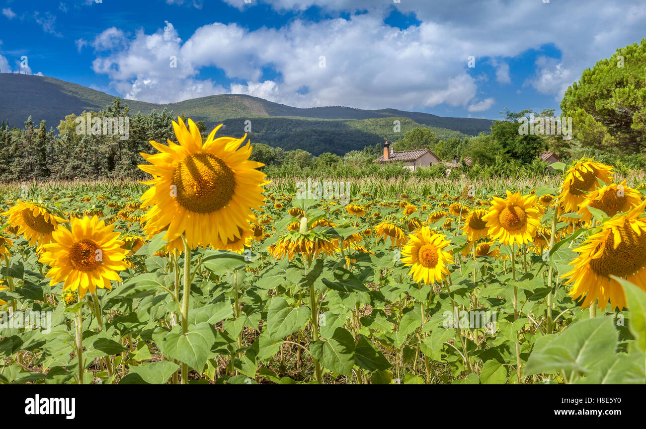 Field of beautiful blooming sunflowers. Landscapes of Tuscany, Italy ...