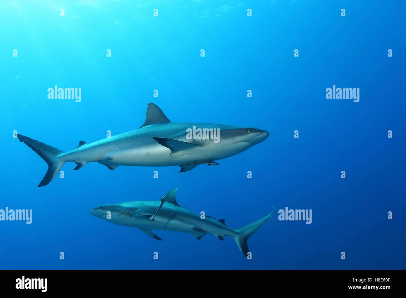White Shark Dangerous big Fish Papua New Guinea Pacific Ocean Stock ...