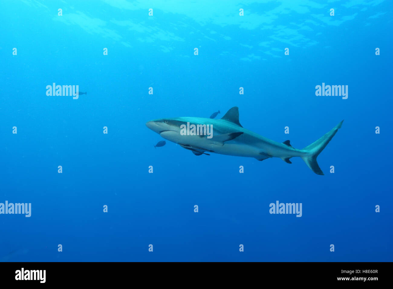 White Shark Dangerous big Fish Papua New Guinea Pacific Ocean Stock ...