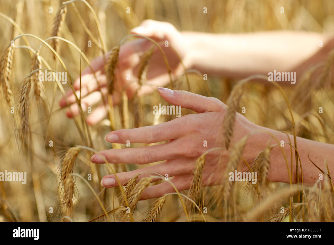 close up of woman hands in cereal field Stock Photo - Alamy