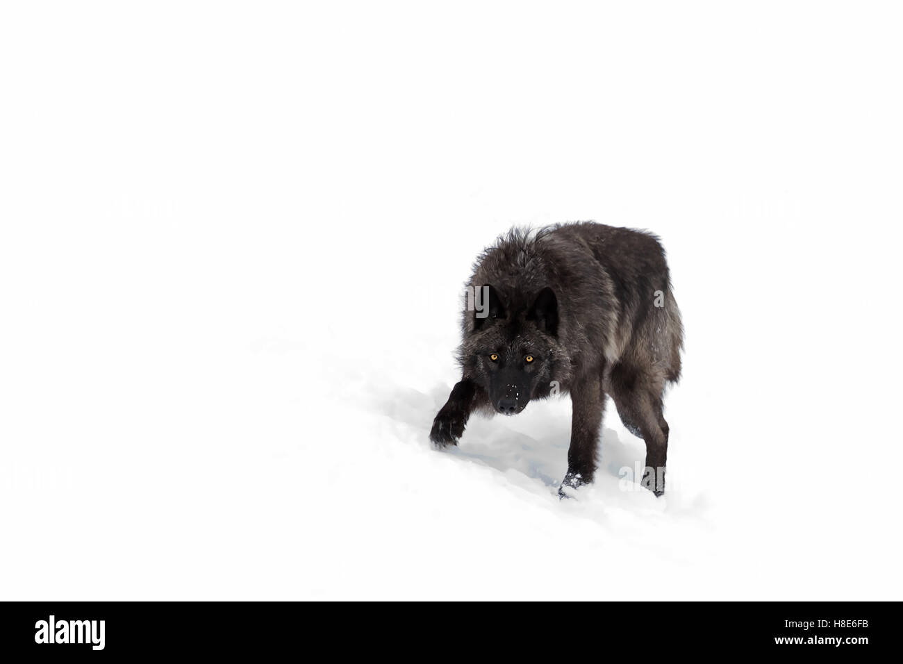 Black wolf walking through the winter snow in Canada Stock Photo - Alamy