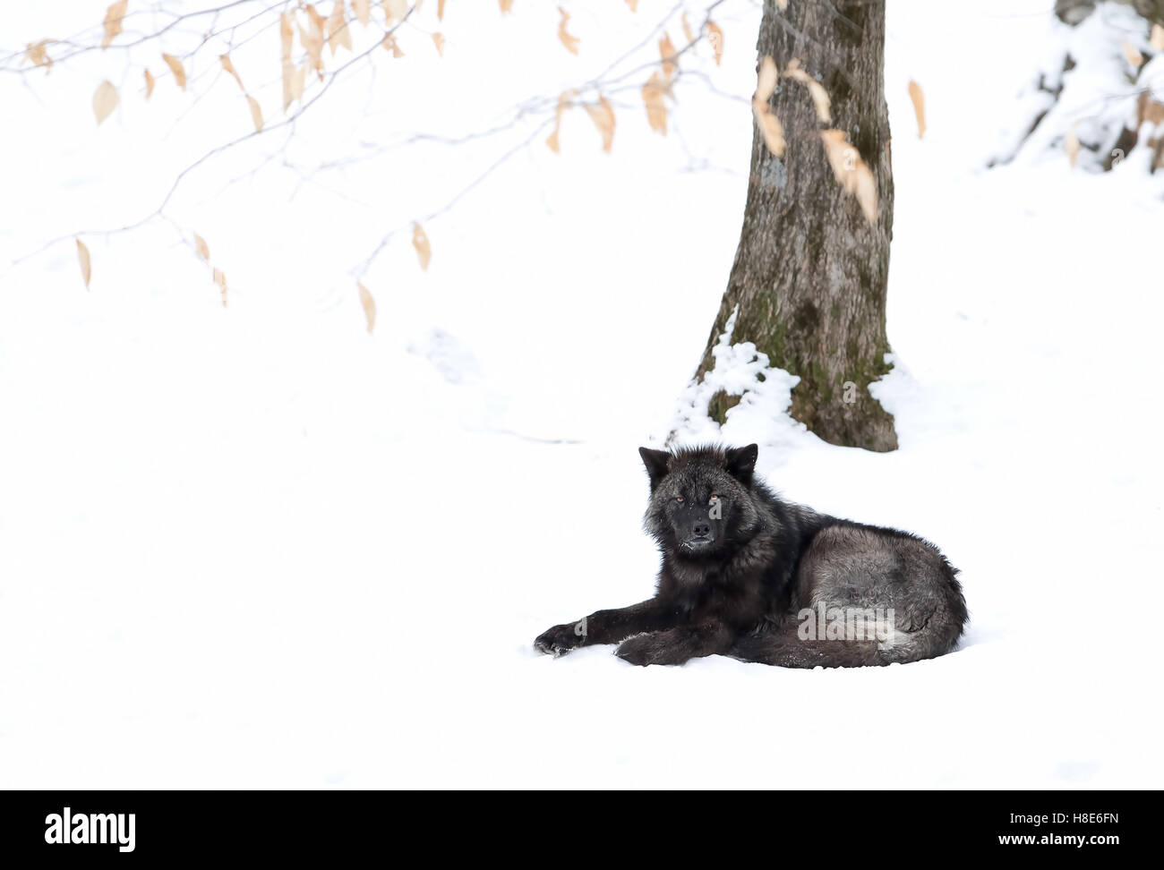 Black wolf snow hi-res stock photography and images - Alamy