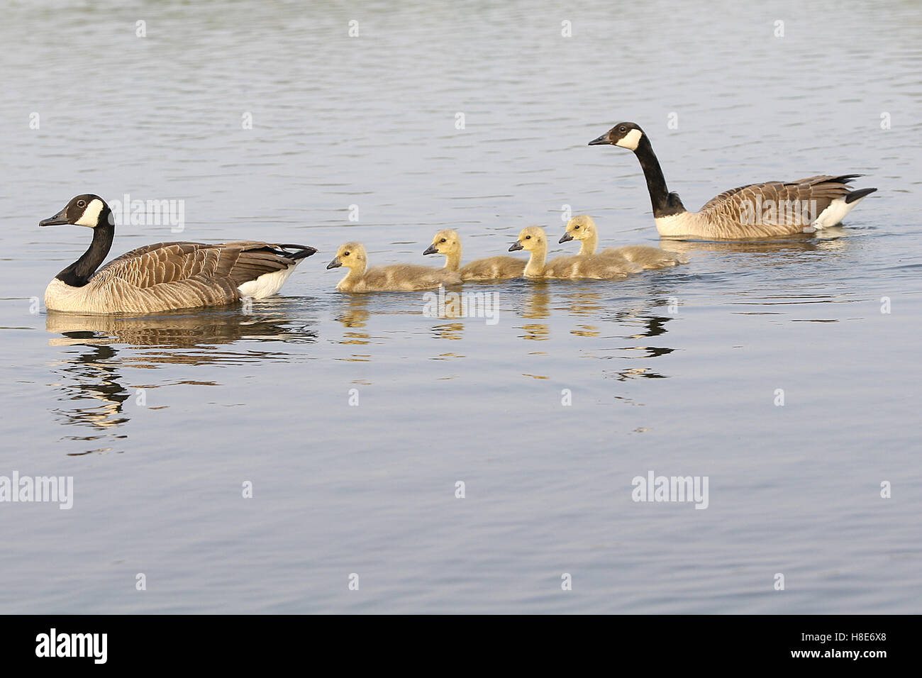 Canadian Geese Goose Gosling at Fairlop Waters Hainault Barkingside ...
