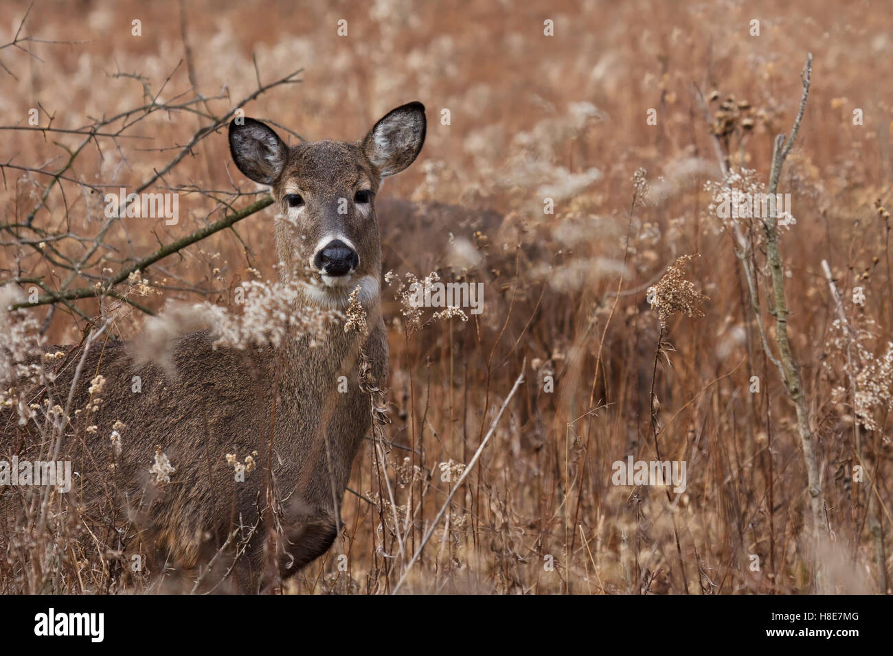 alert deer poses in the middle of a prairie on a cool autumn day ...