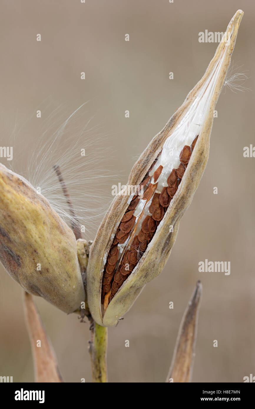 Milkweed pod hi-res stock photography and images - Alamy