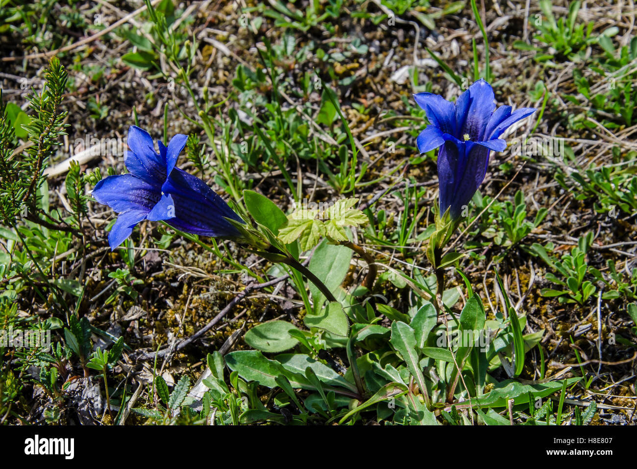 Bavaria Gentian High Resolution Stock Photography and Images - Alamy