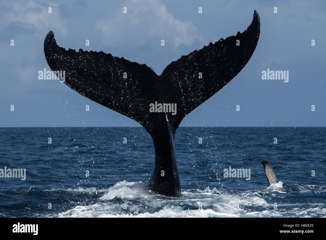 A Humpback whale raises its powerful tail out of the Atlantic Ocean ...