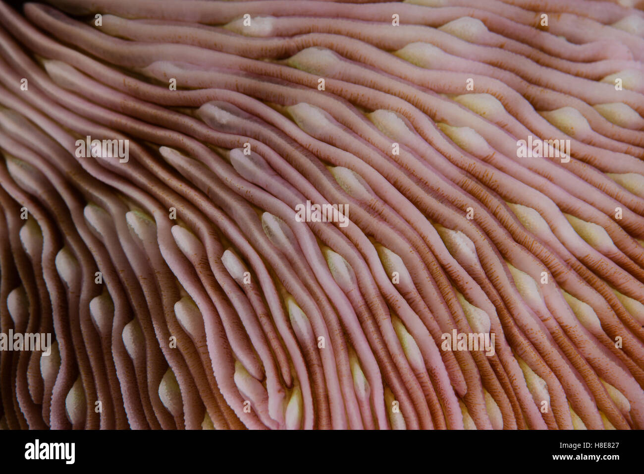 Detail of a coral colony (Fungia sp.) growing on a reef in Indonesia ...