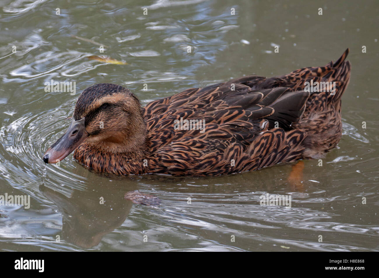 Rouen duck hi-res stock photography and images - Alamy